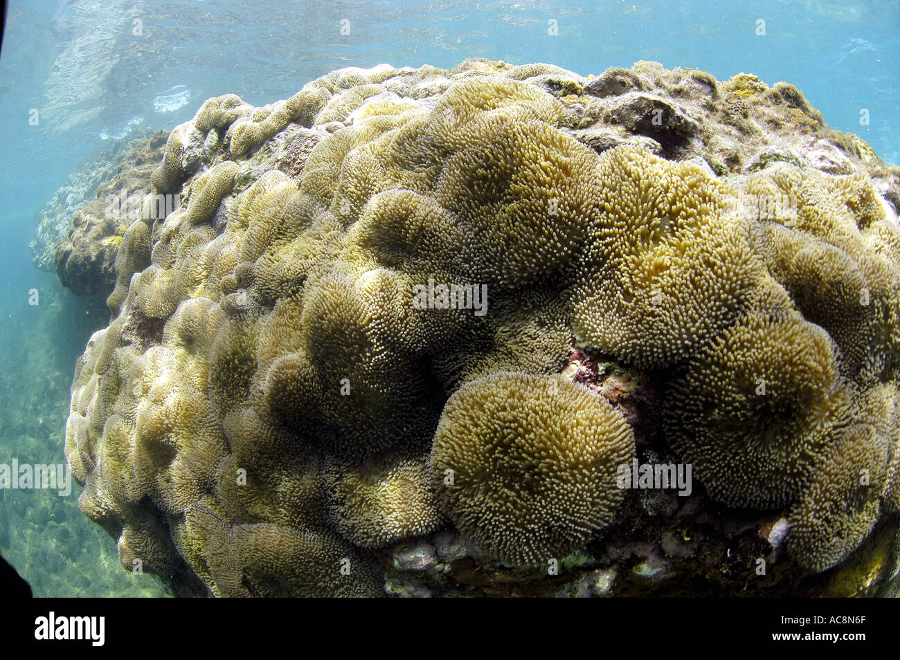 Sun anemone Stichodactyla helianthus Champagne Dive site Soufriere Bay ...
