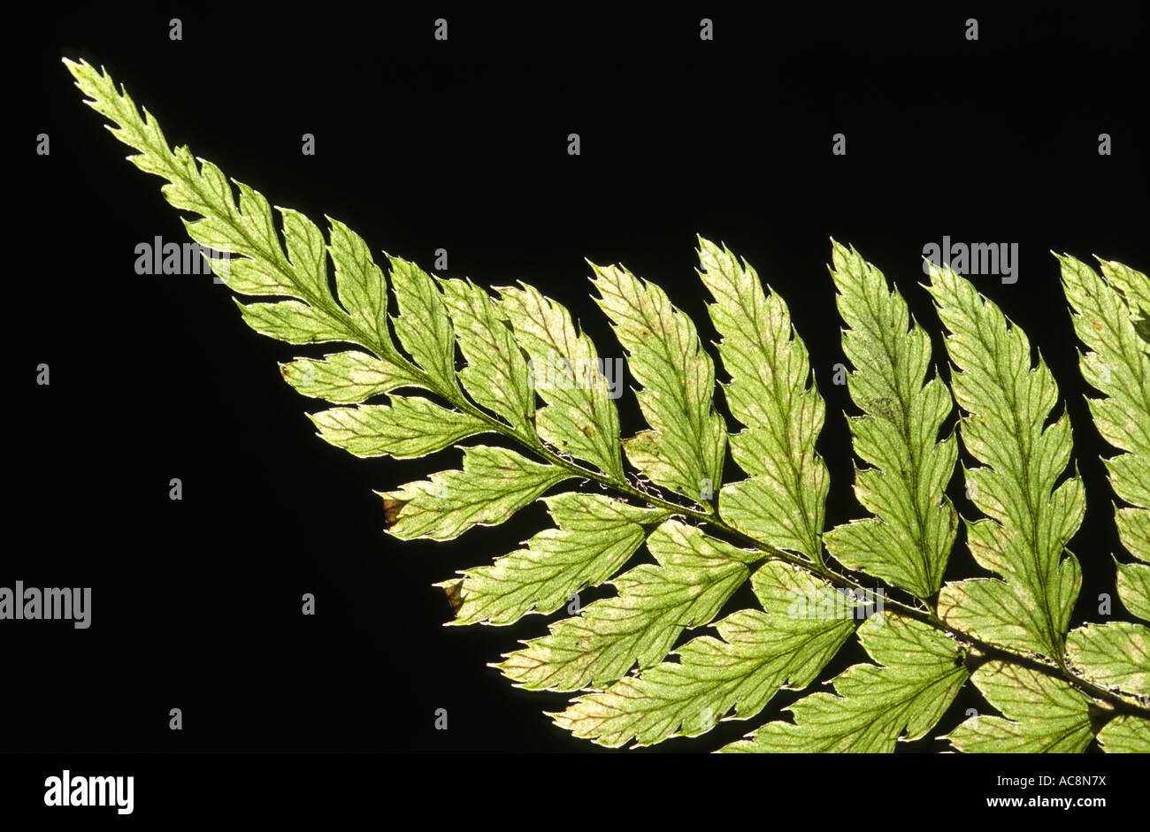 Fern leaf as a background Cut Out Stock Images & Pictures - Alamy