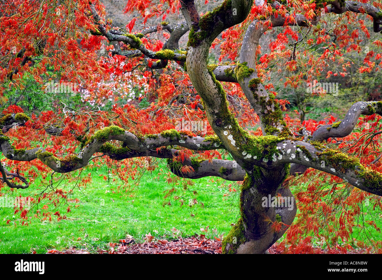 Blossoms on a moss covered tree Stock Photo - Alamy