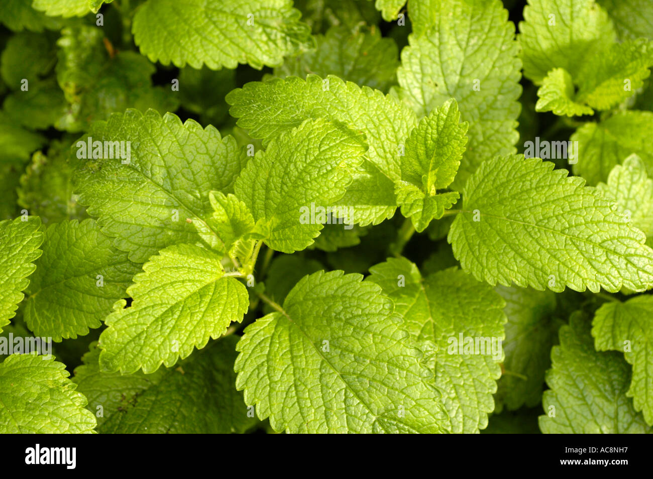 Lemon Balm Golden Lamiaceae Melissa officinalis Stock Photo - Alamy