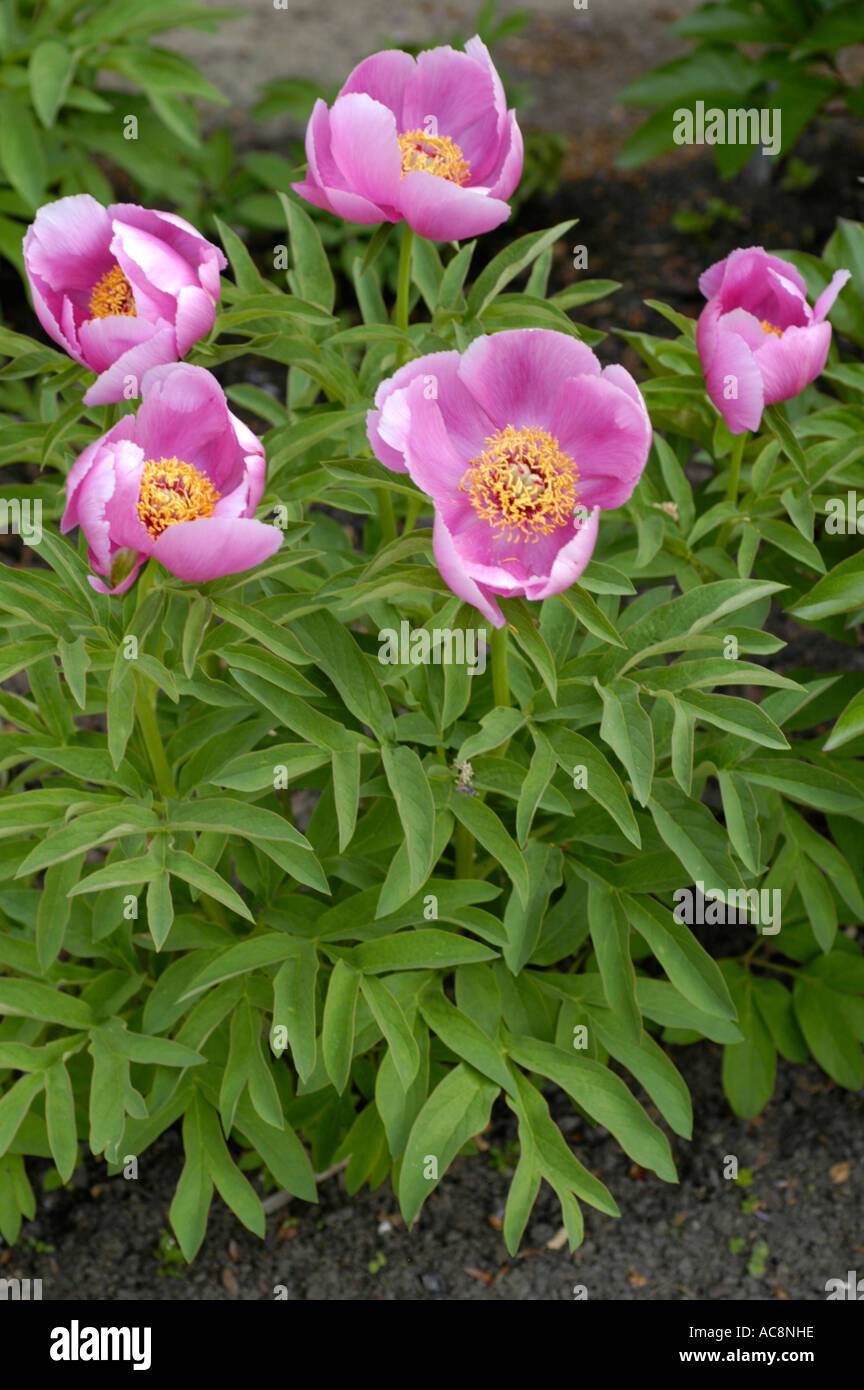 Chinese paeonia Paeoniaceae Paeonia lactiflora China Stock Photo - Alamy