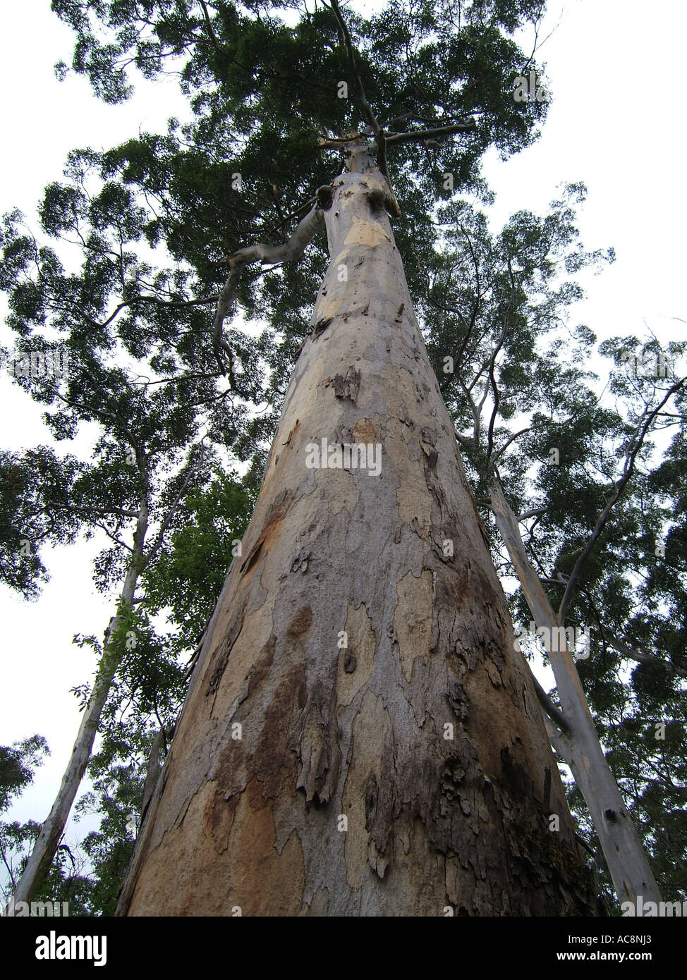 karri trees in Beedelup National park Pemberton, Western Australia ...