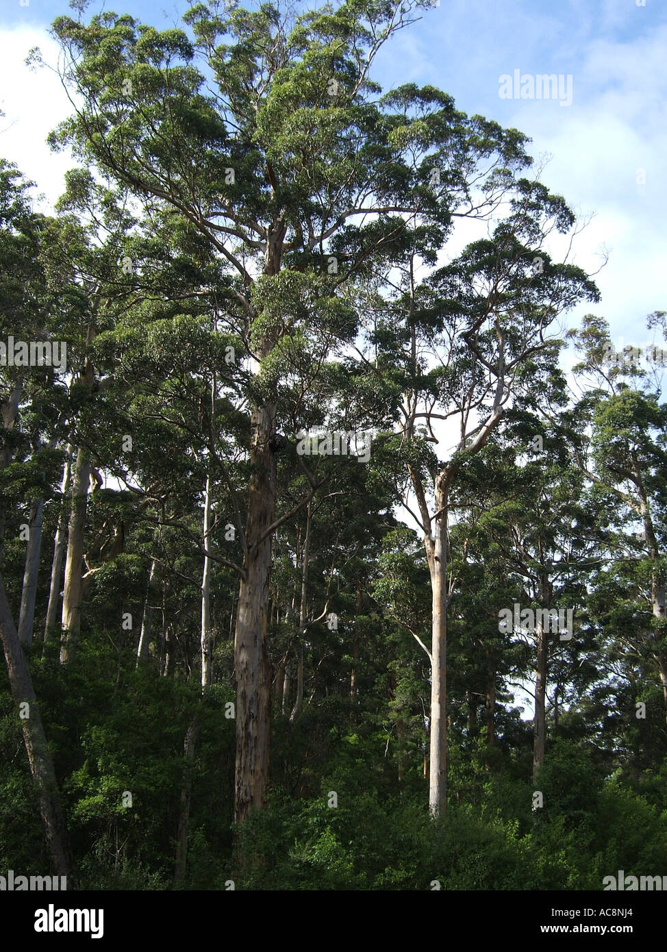 karri trees in Beedelup National park Pemberton, Western Australia ...
