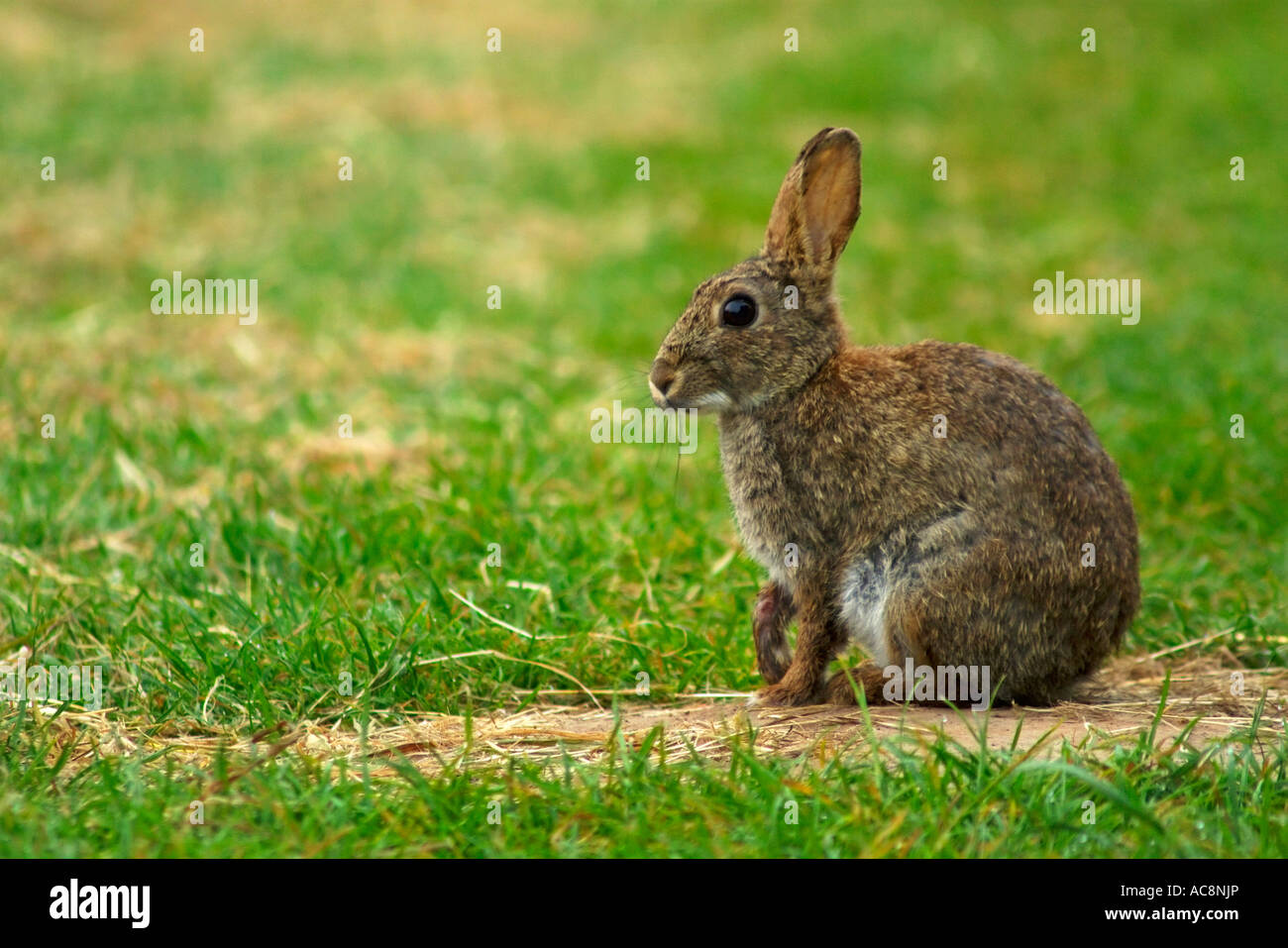 Rabbit foot hi-res stock photography and images - Alamy