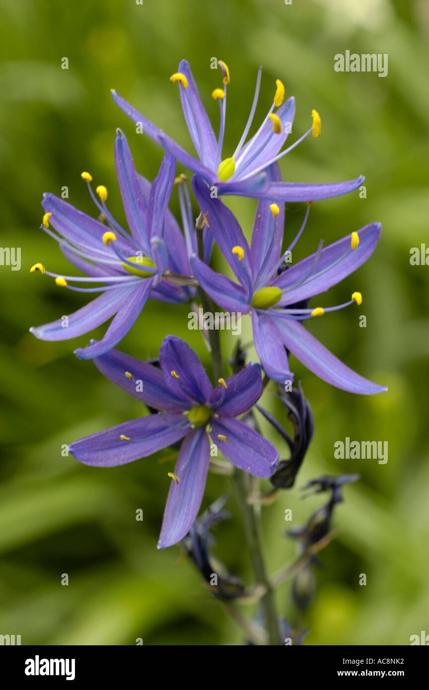 Asphodel blue hi-res stock photography and images - Alamy