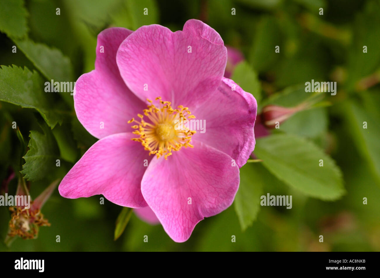 Pink Rose Rosaceae Rosa acicularis Europe Asia America Stock Photo - Alamy