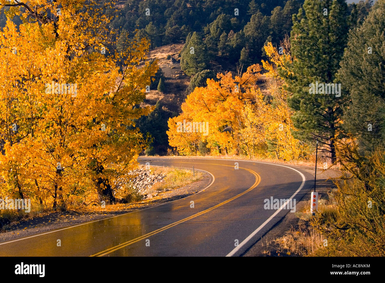 Trees along a road Stock Photo - Alamy