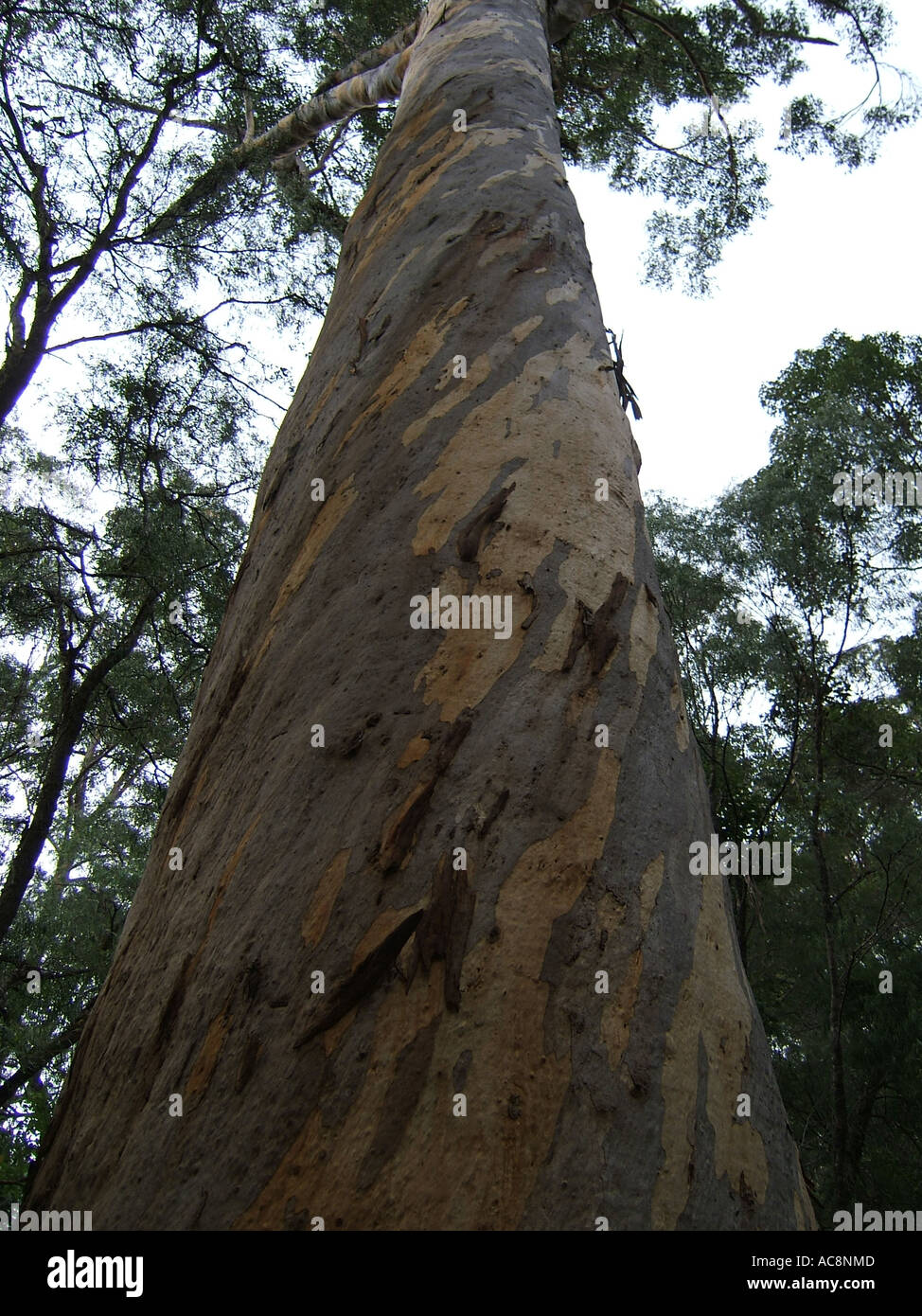 karri trees in Beedelup National park Pemberton, Western Australia ...