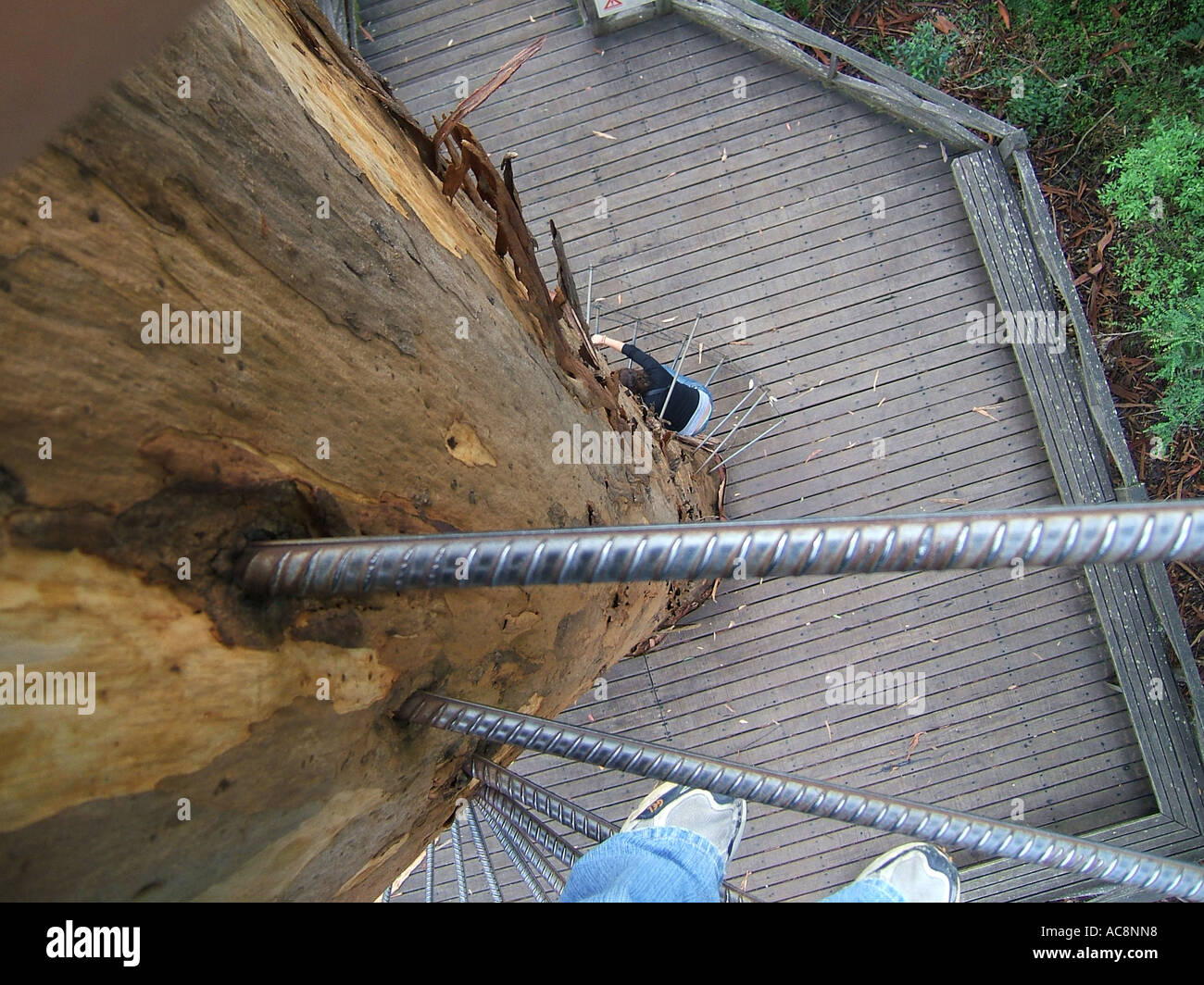 Fire lookout tree Karri forest, Beedelup National Park, Pemberton ...