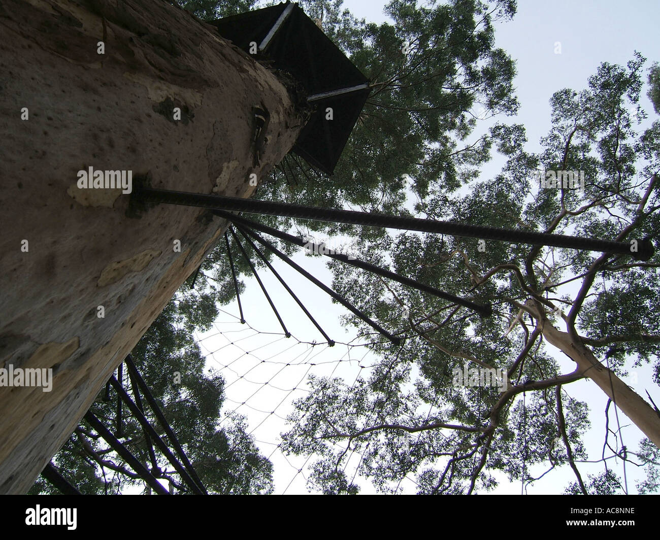 Fire lookout tree karri forest, Pemberton, Western Australia Stock ...
