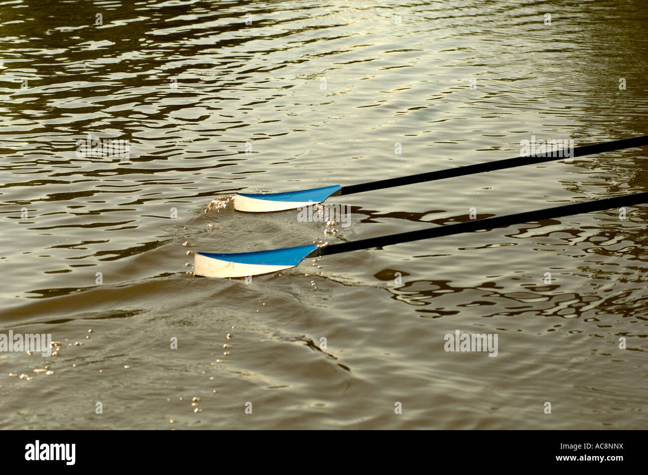 Rowing sport oars isis blades oxford youth exercise hi-res stock ...