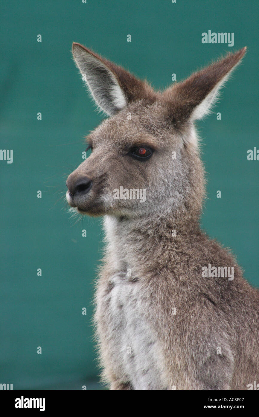 KANGAROO WALLABY JOEY IN CAPTIVITY AUSTRALIA BAPD2220 Stock Photo - Alamy