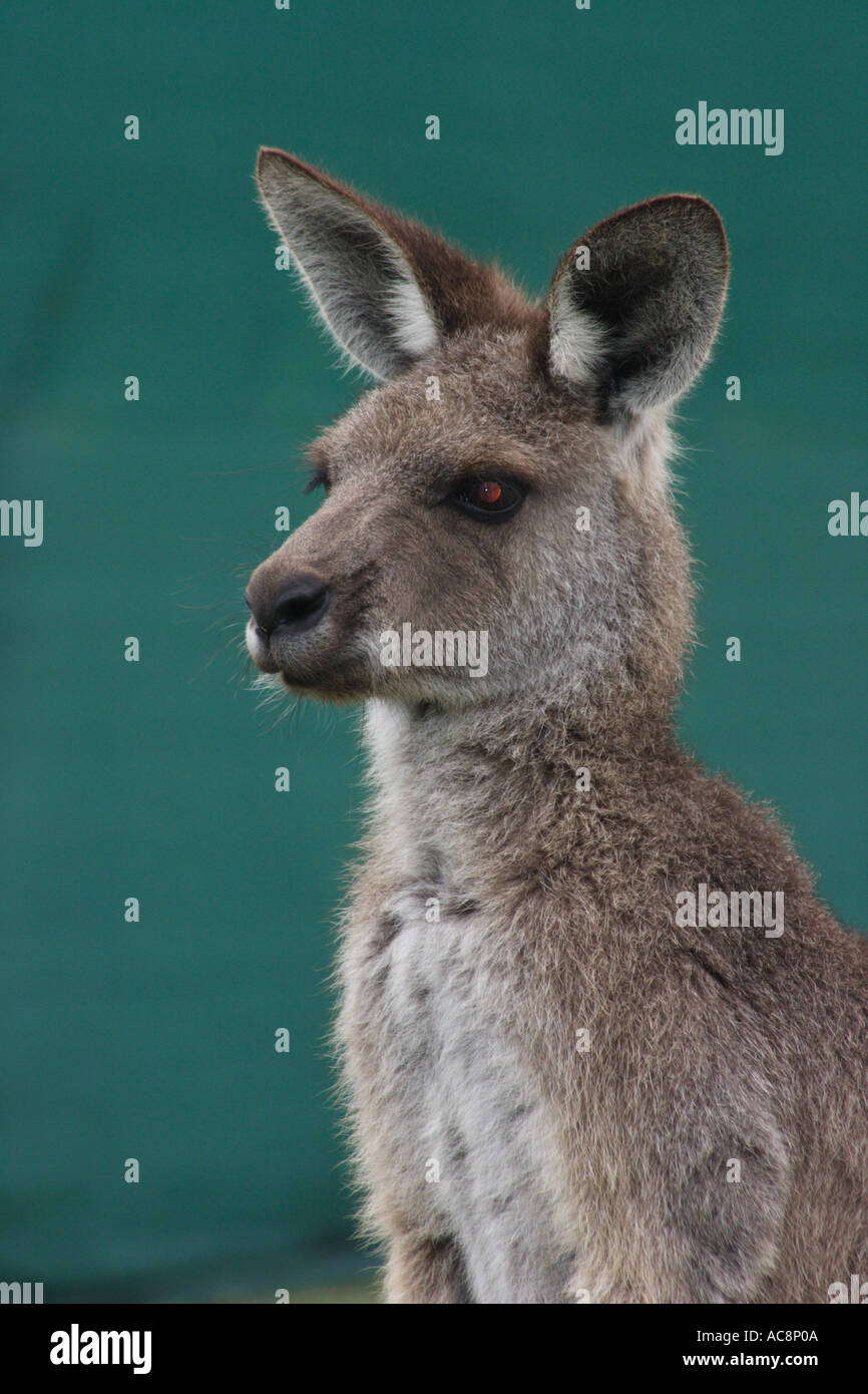 KANGAROO WALLABY JOEY IN CAPTIVITY AUSTRALIA BAPD2221 Stock Photo - Alamy