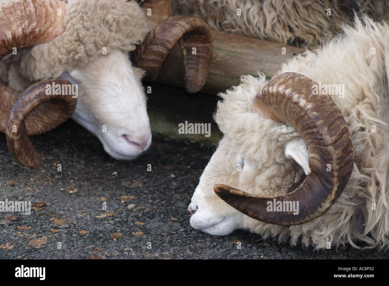 SHEEP AUSTRALIA BAPD2234 Stock Photo - Alamy