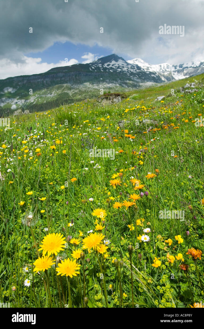 Wild flowers in the Swiss Alps above Flims Stock Photo - Alamy
