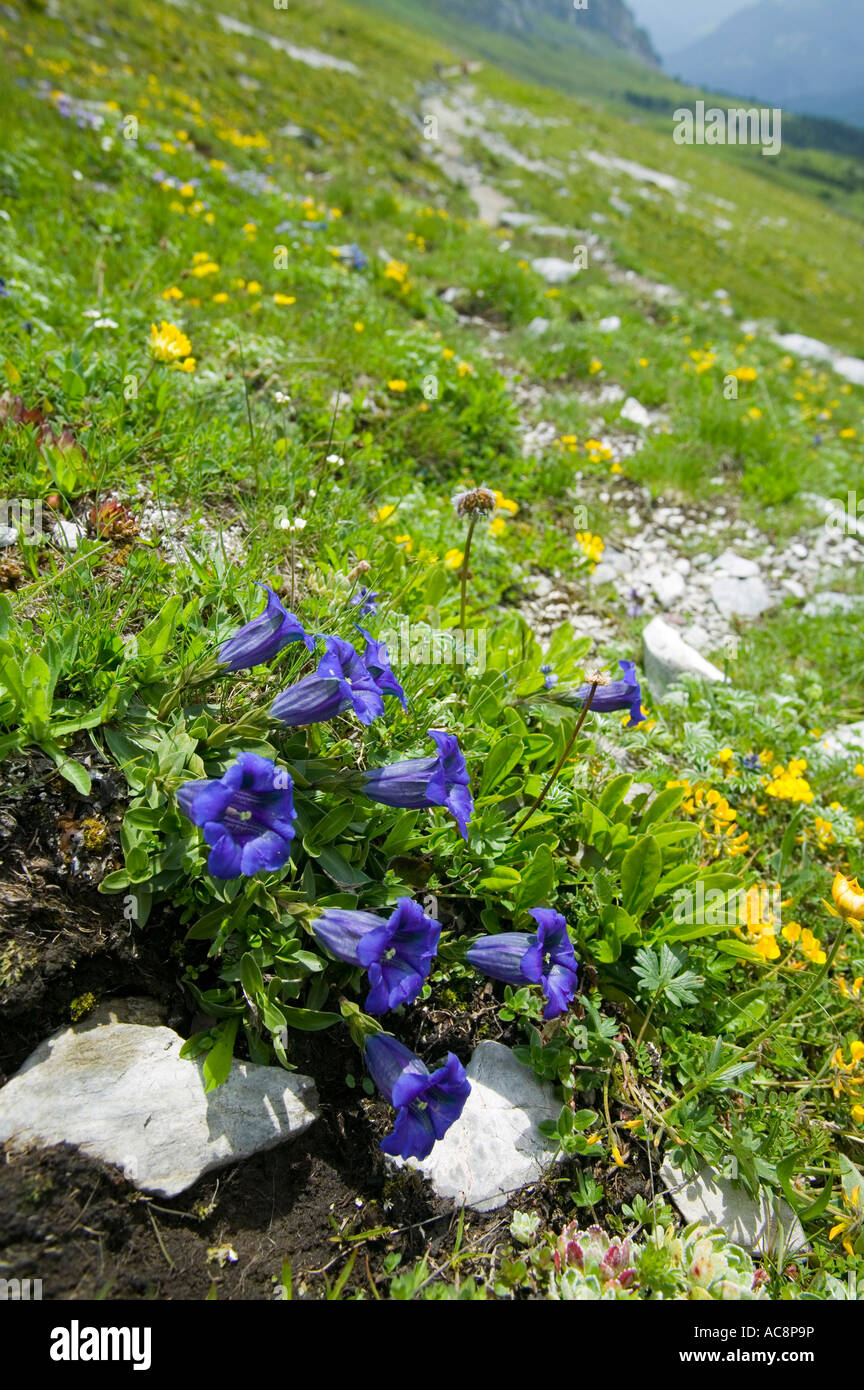 Field Gentians High Resolution Stock Photography and Images - Alamy