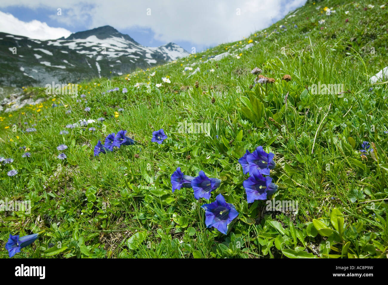 Gentians in the Swiss Alps above Flims Stock Photo - Alamy
