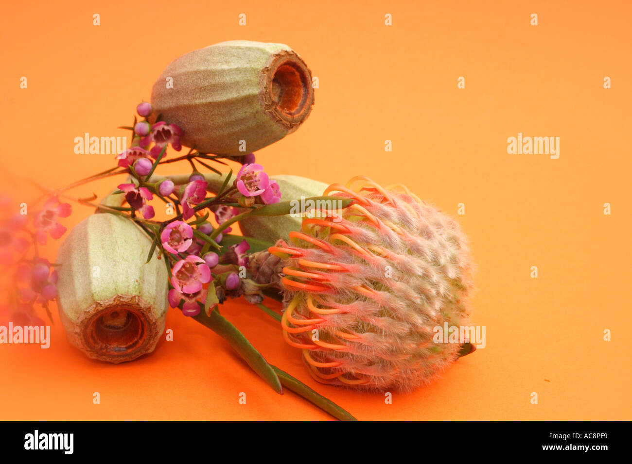 Australian gum nuts on an orange background BAPD 2286 Stock Photo - Alamy