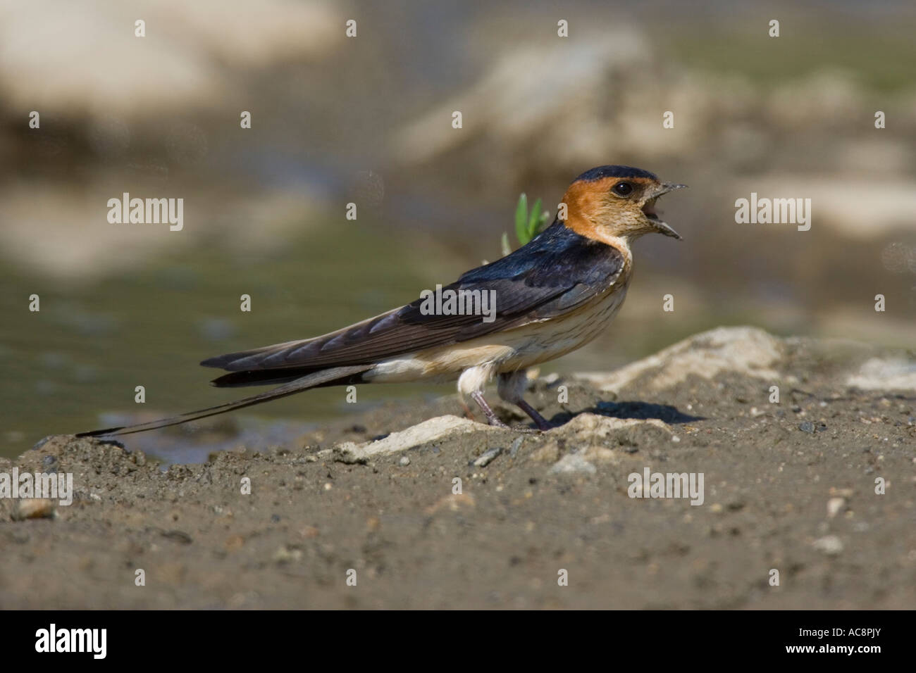 Red-rumped Swallow on edge of muddy puddle calling Stock Photo - Alamy