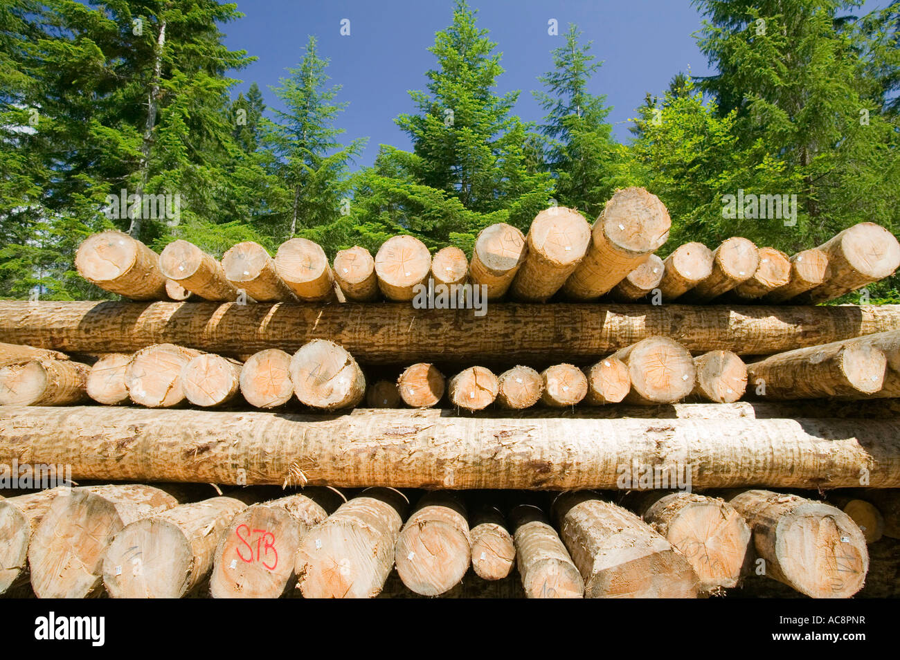 A log pile of harvested timber in the forests around Flims, Switzerland ...