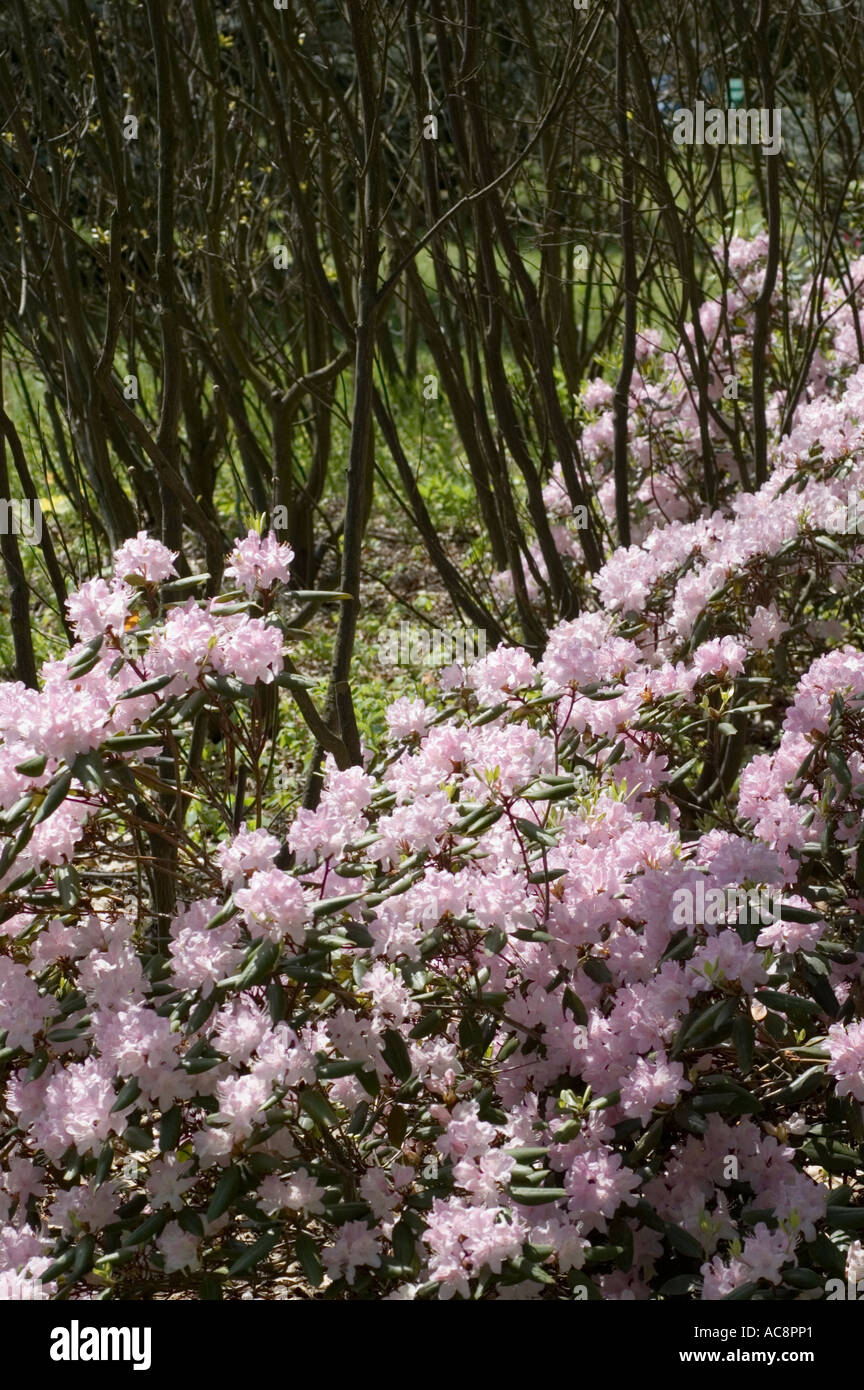 Beautiful pink flowers of Carolina azalea and Carolina rhododendron ...