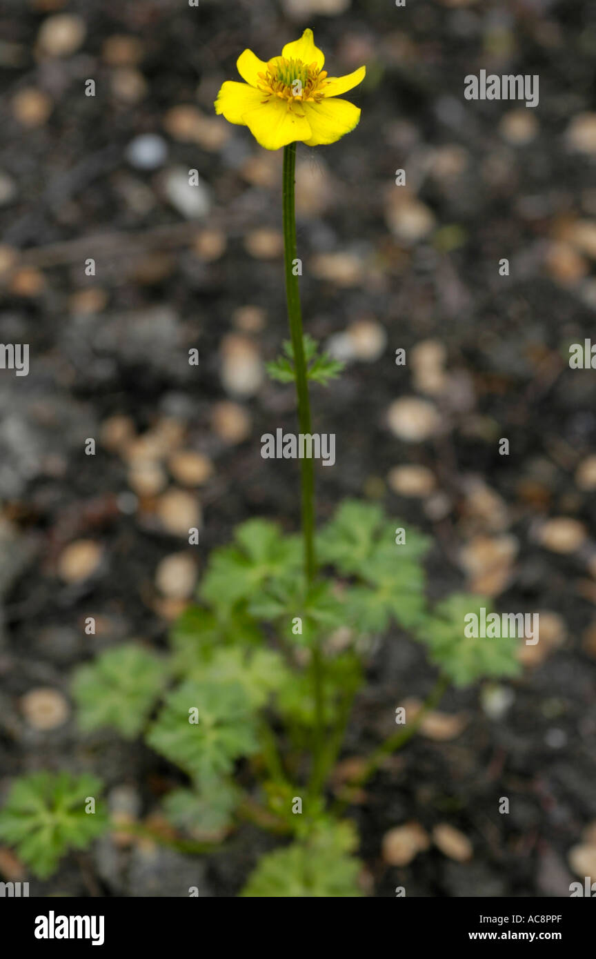 Yellow flower of dwarf globeflower Ranunculaceae Trollius pumilus ...