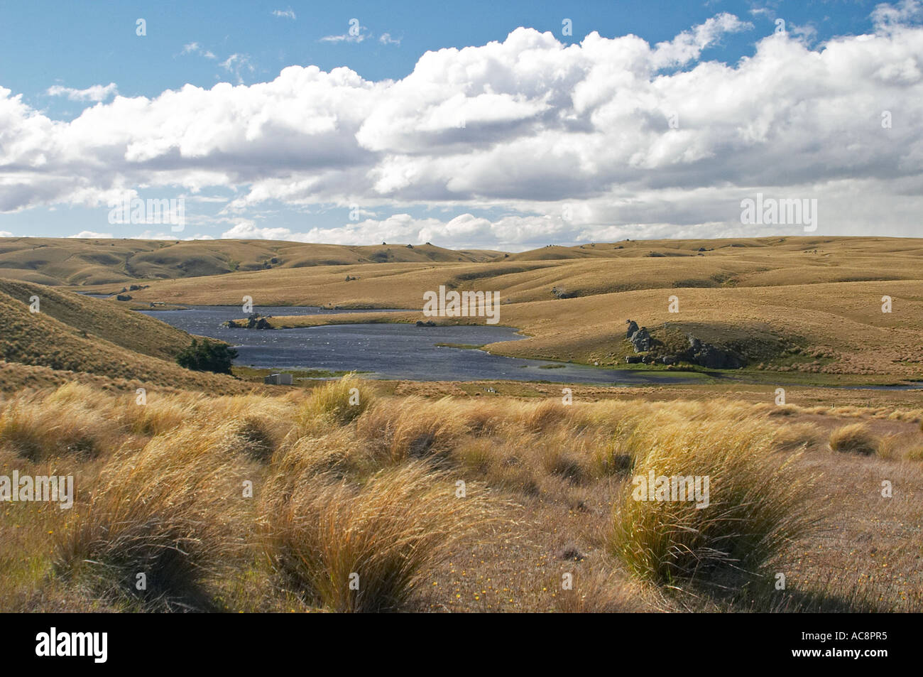 Great Moss Swamp by Old Dunstan Trail Central Otago South Island New ...