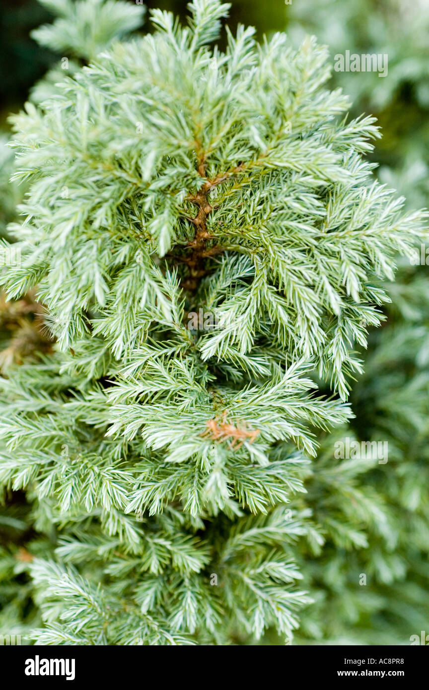 Cupressaceae Juniperus x media Mathot Stock Photo - Alamy