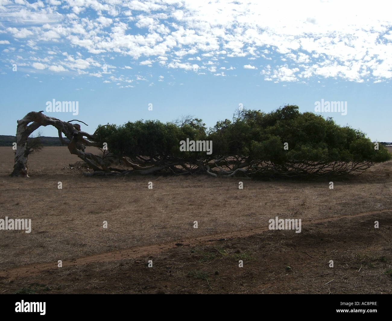 Leaning trees at Greenough, Western Australia Stock Photo - Alamy