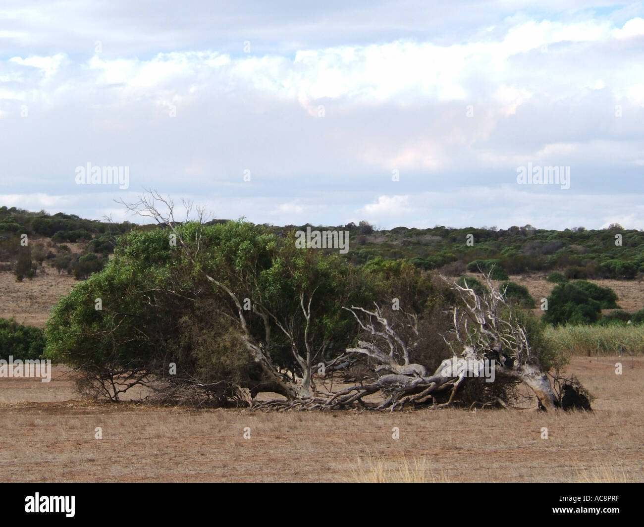 Leaning trees at greenough hi-res stock photography and images - Alamy