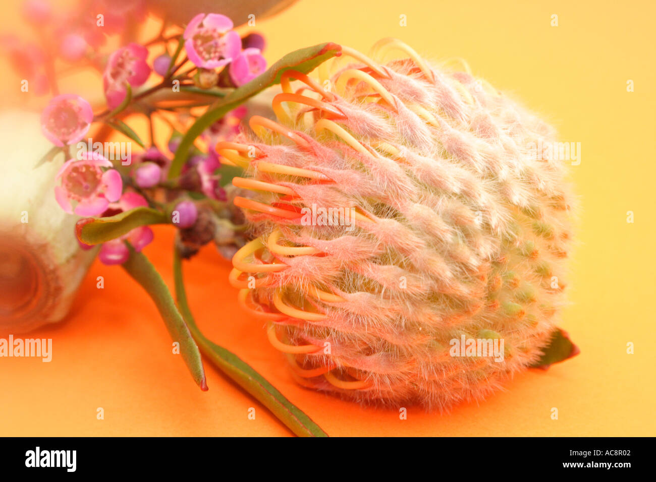 Dead gum nuts hi-res stock photography and images - Alamy