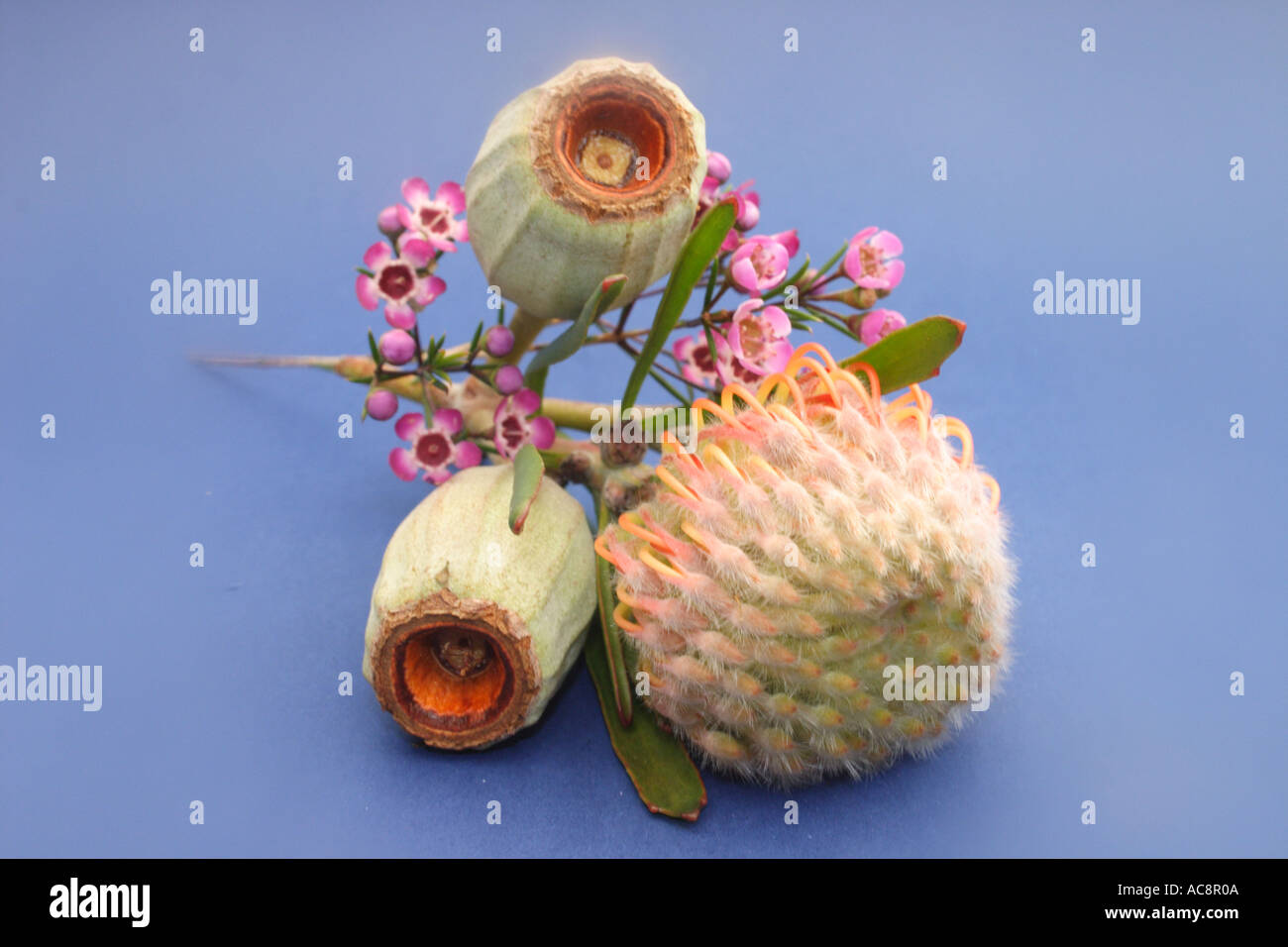 Australian gum nuts on a blue background BAPD 2290 Stock Photo - Alamy