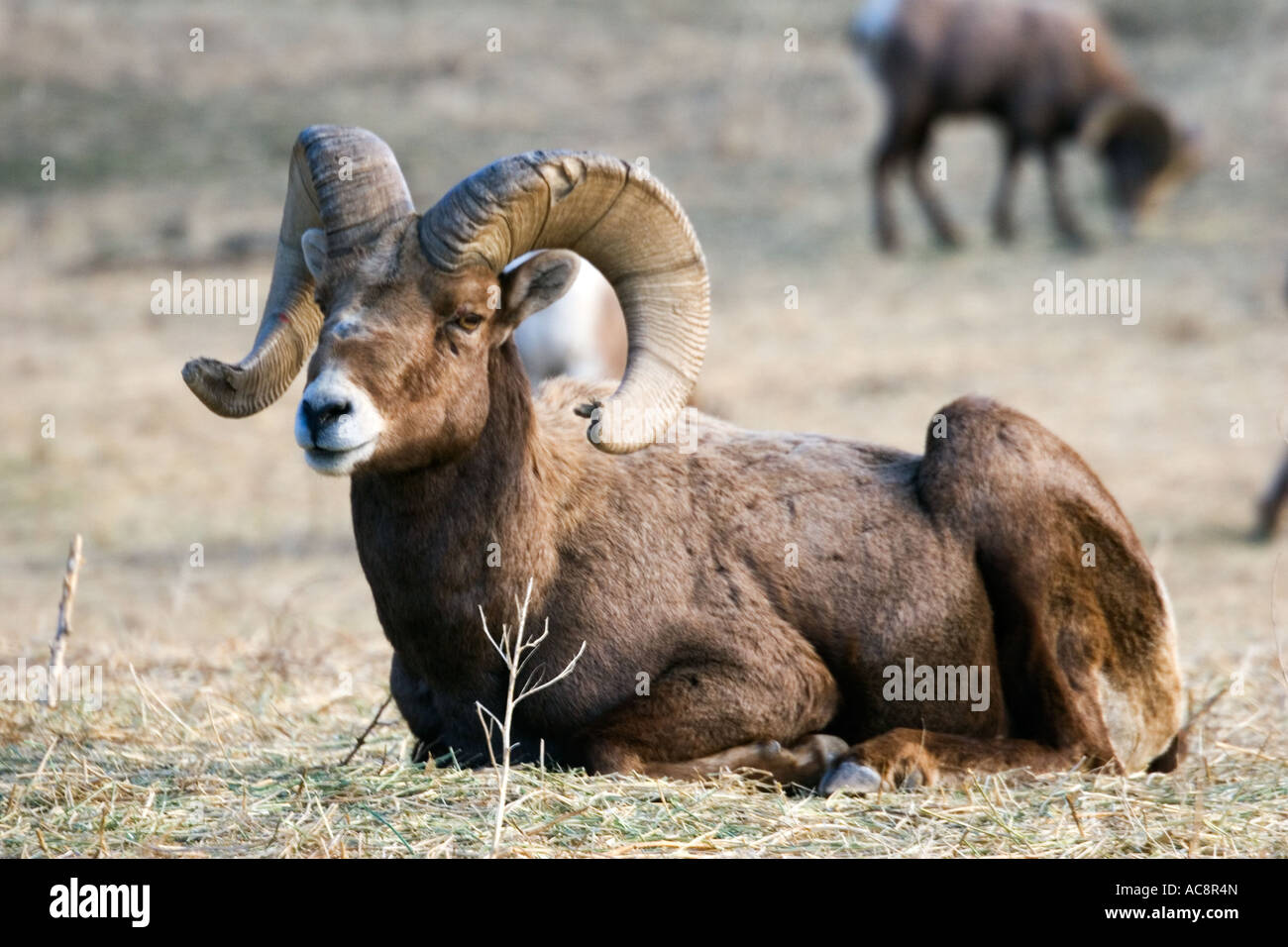 A California Big Horn Sheep rests in a meadow along the eastern ...