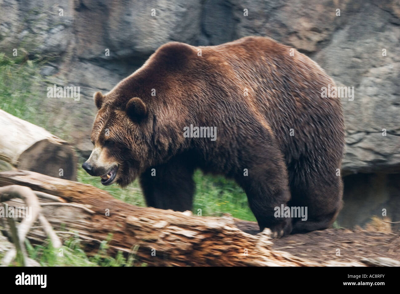 A brown bear searches for food near a log Stock Photo - Alamy