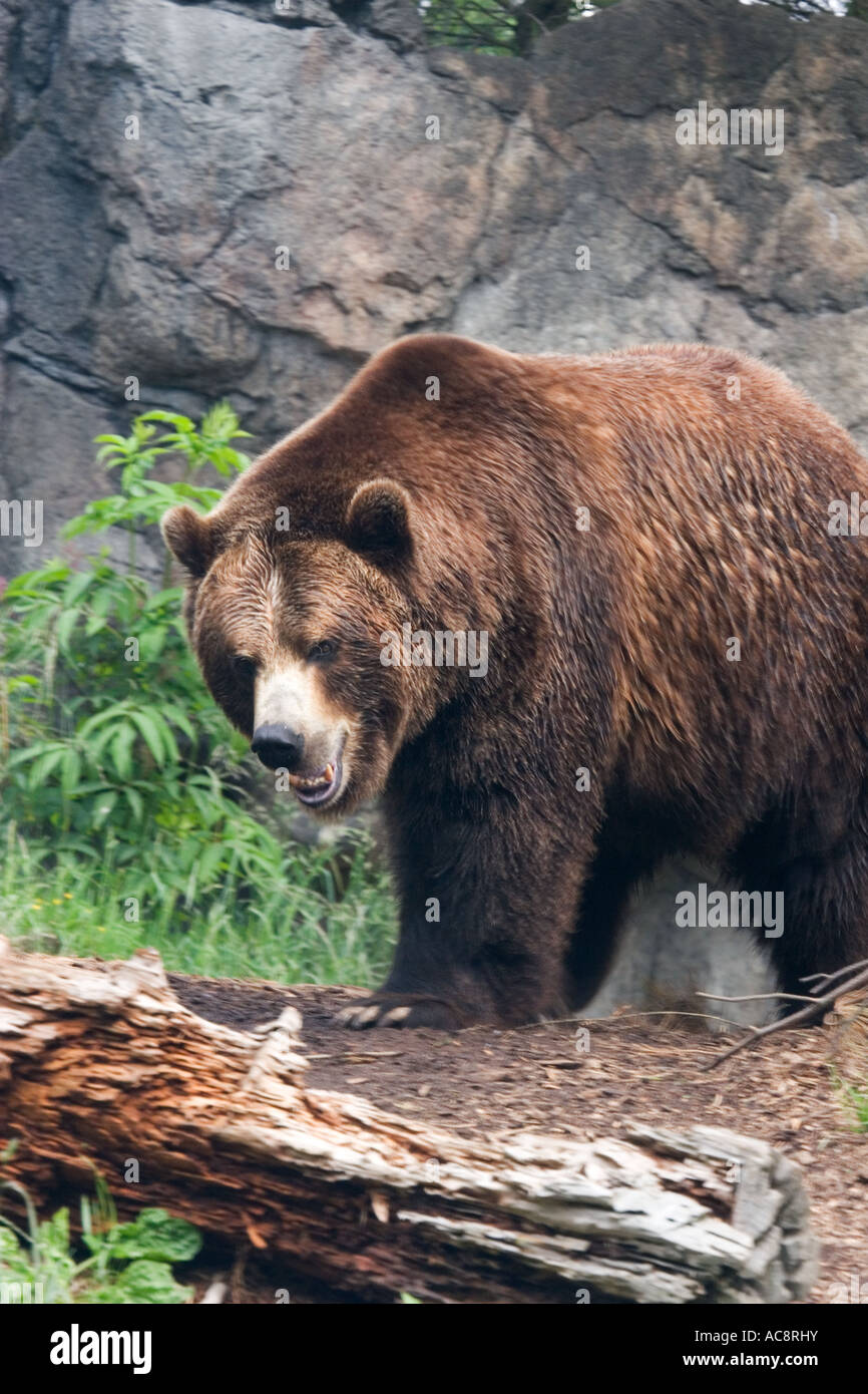 A brown bear searches for food Stock Photo - Alamy