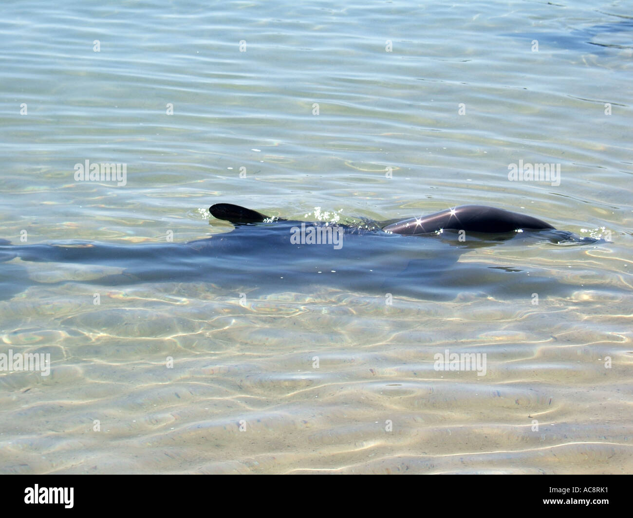 Dolphins at Monkey Mia, Shark Bay, Western Australia Stock Photo - Alamy