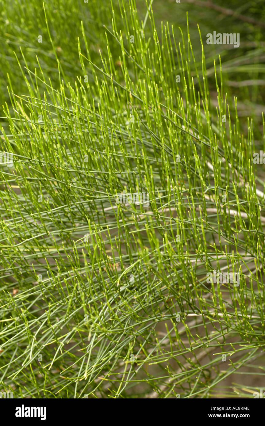 Ephedra medicine hi-res stock photography and images - Alamy