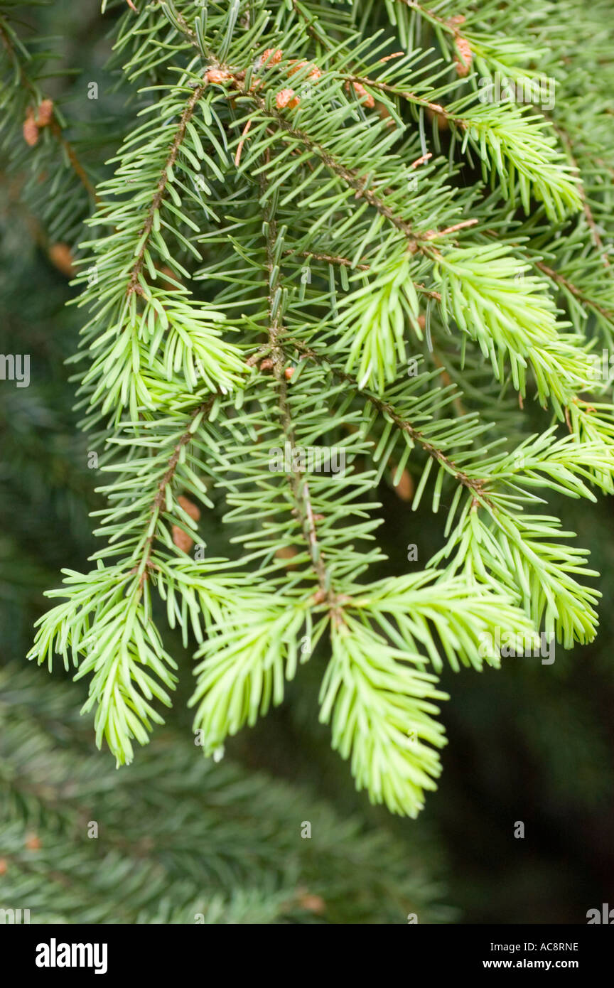Serbian spruce Pinaceae Picea omorica Balkan peninsula Europe Stock ...