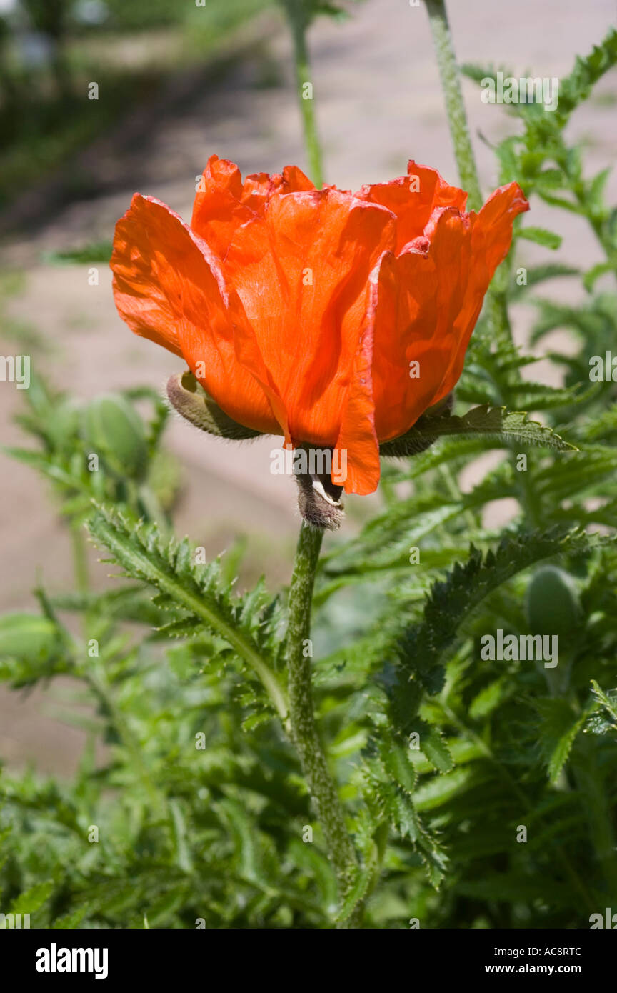 Flower of large red poppy Papaveraceae Papaver bracteatum Stock Photo ...