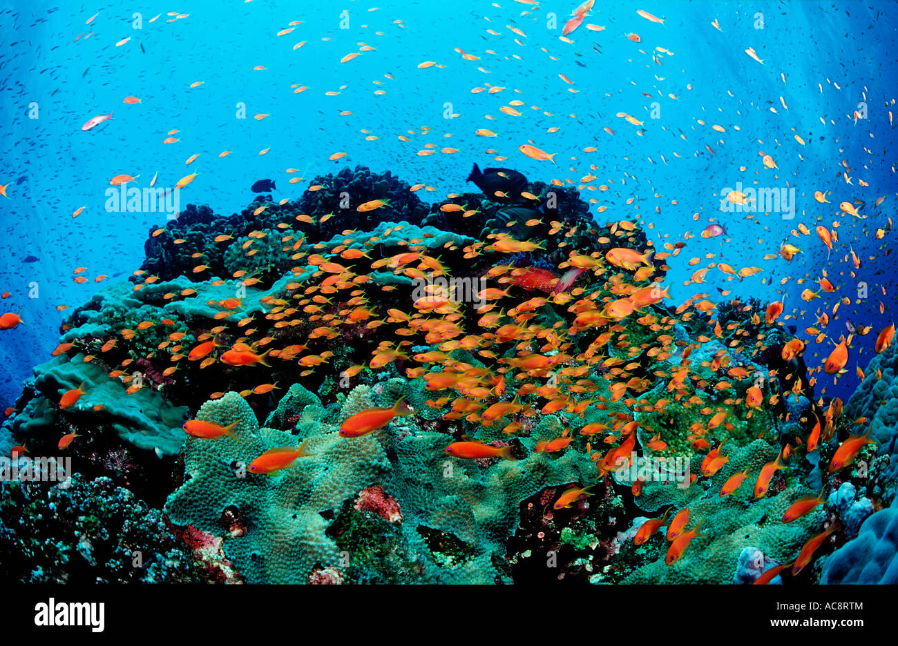 Harem Flag Basslet and coral reef Pseudanthias squamipinnis Egypt Red ...