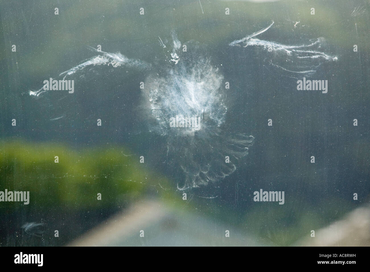 Bird hit window hi-res stock photography and images - Alamy