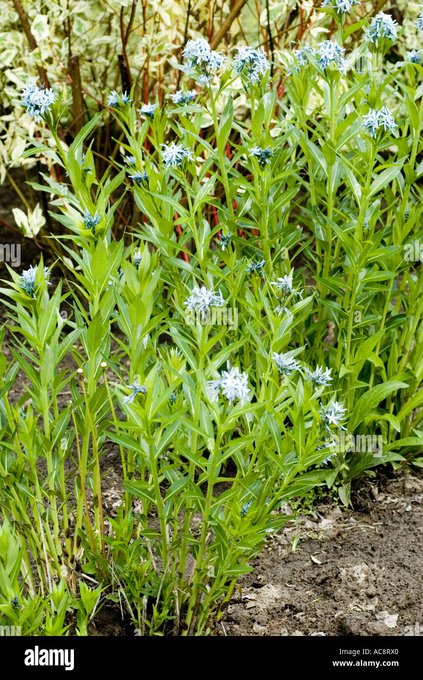 eastern bluestar Apocynaceae Amsonia tabernaemontana North America ...