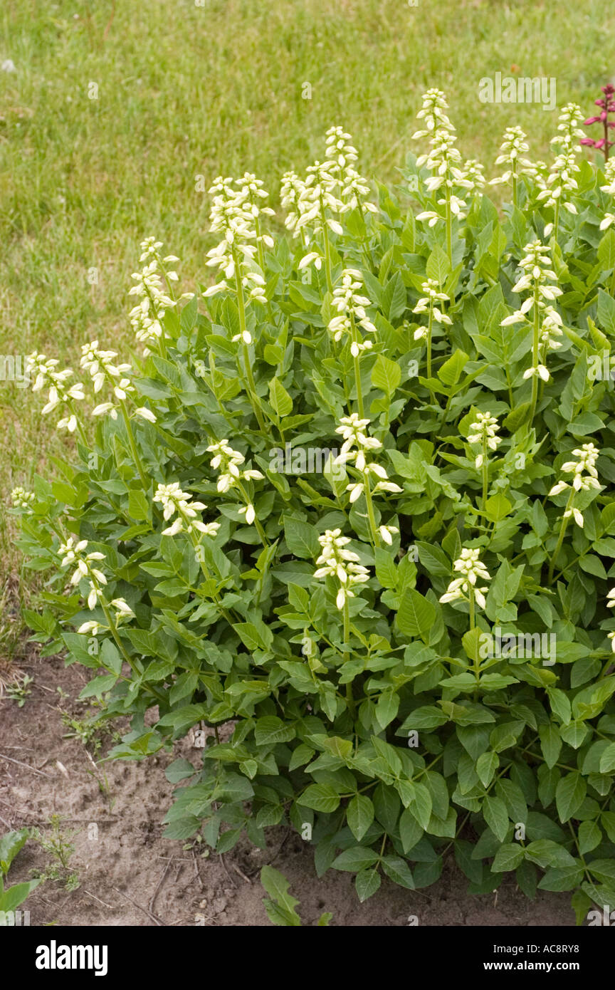 White flowers of medicinal plant Moses burning bush Rutaceae Dictamnus ...