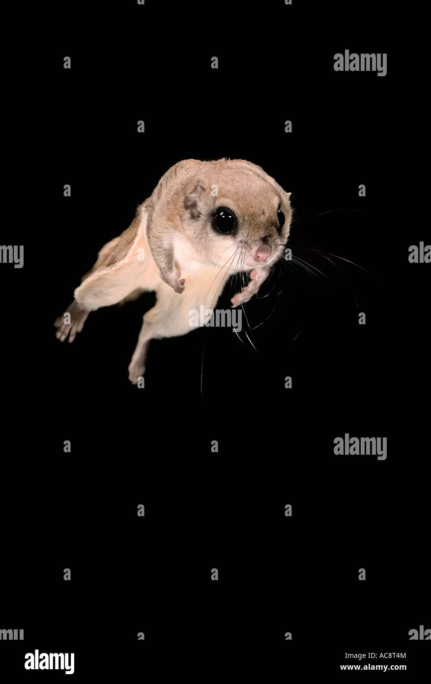 Flyer Flying Squirrel