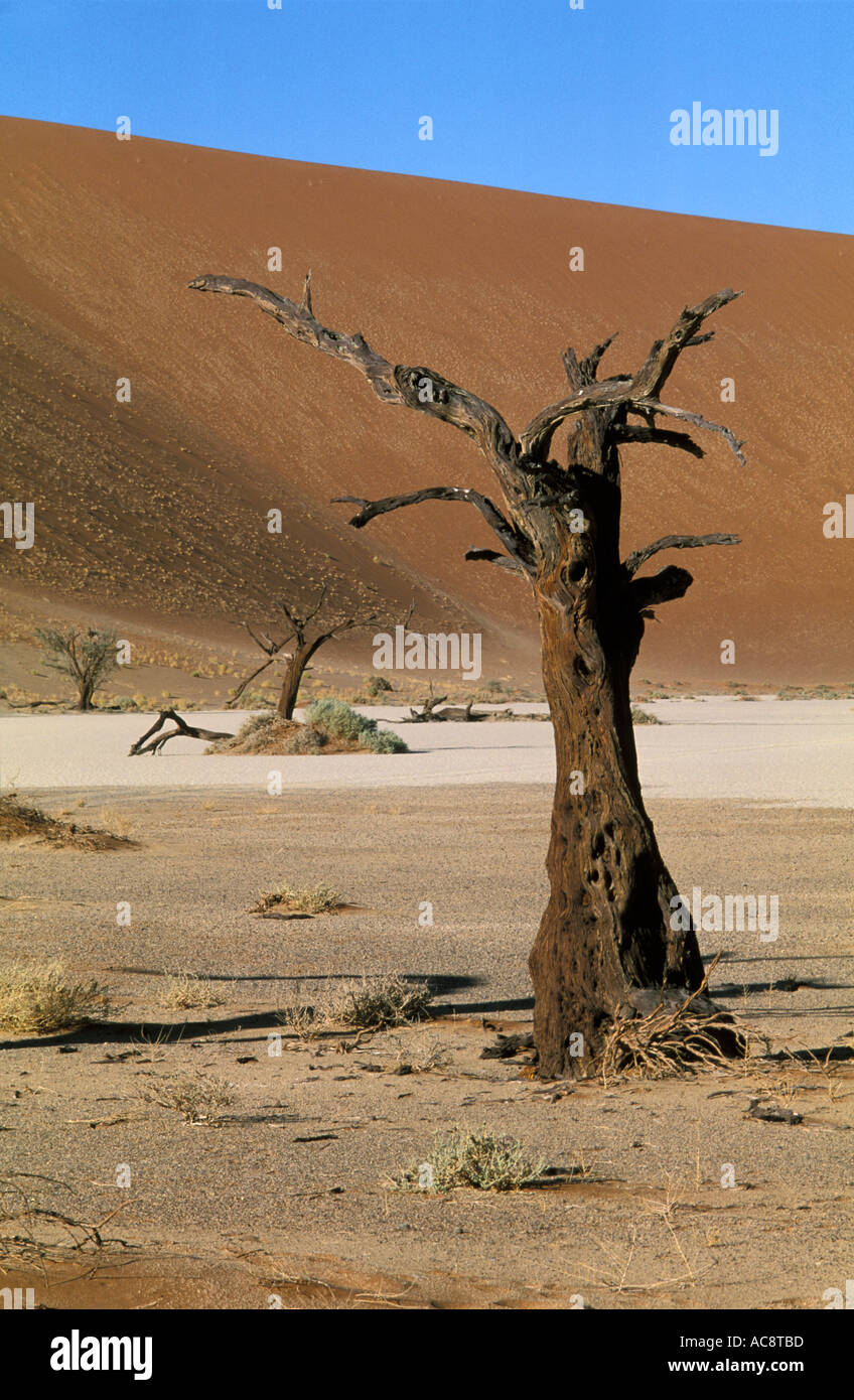 Dead Acacia Trees in Hidden Vlei pan Namib Desert Namibia Stock Photo ...