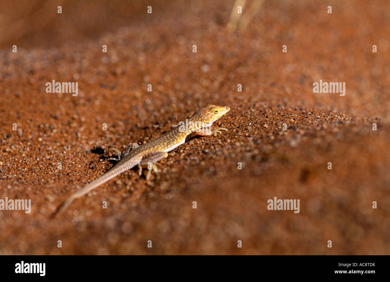 Lizard Namib Desert Namibia Stock Photo - Alamy