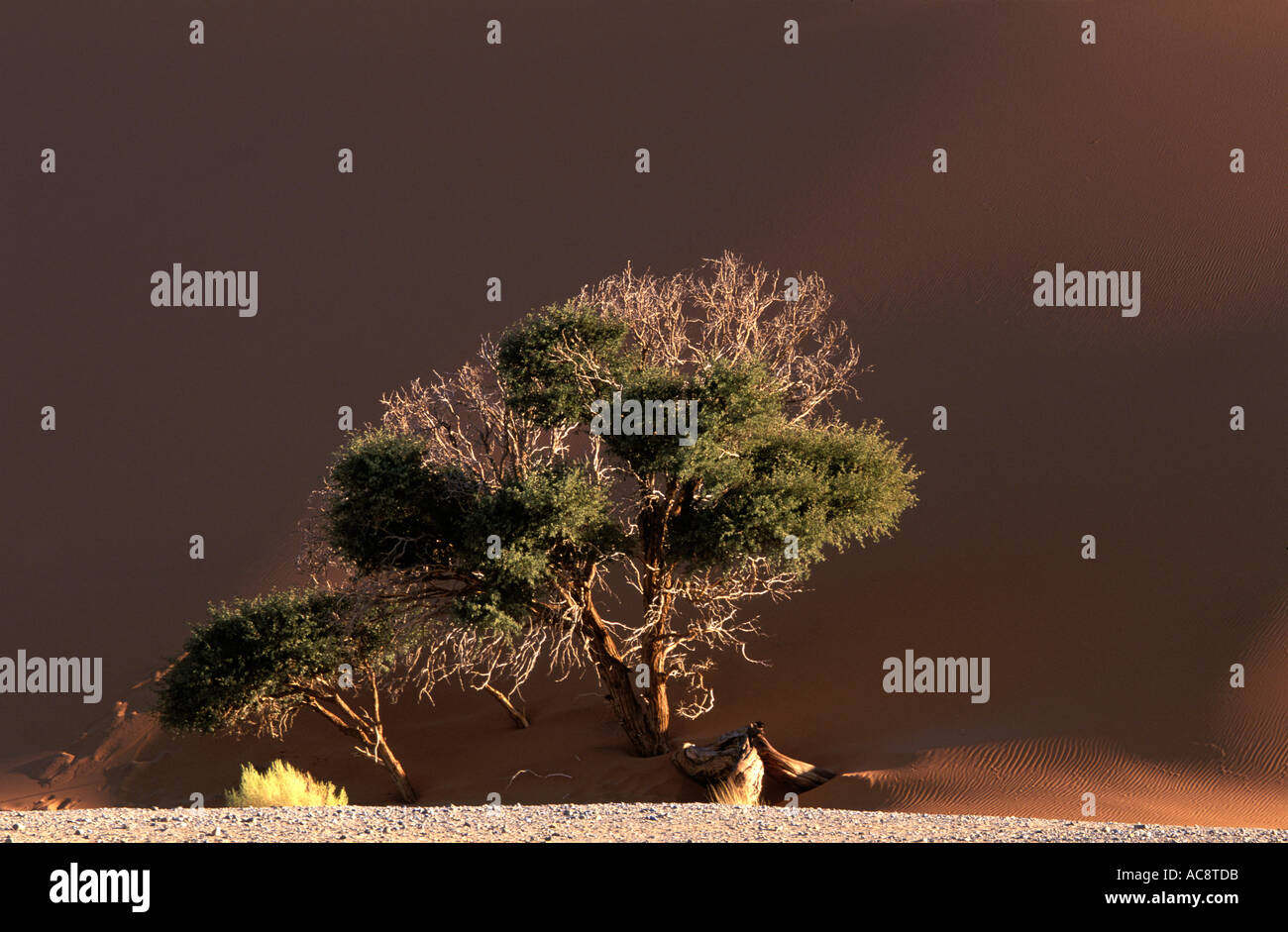 Tree in the sand of Dune 45 Namib Desert Namibia Stock Photo - Alamy