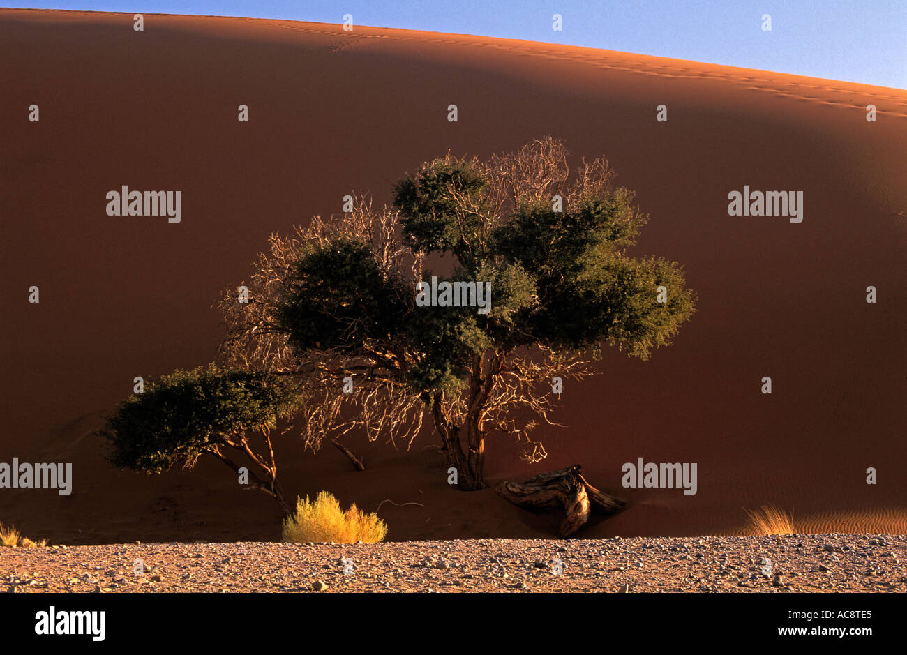 Tree in the sand of Dune 45 Namib Desert Namibia Stock Photo - Alamy