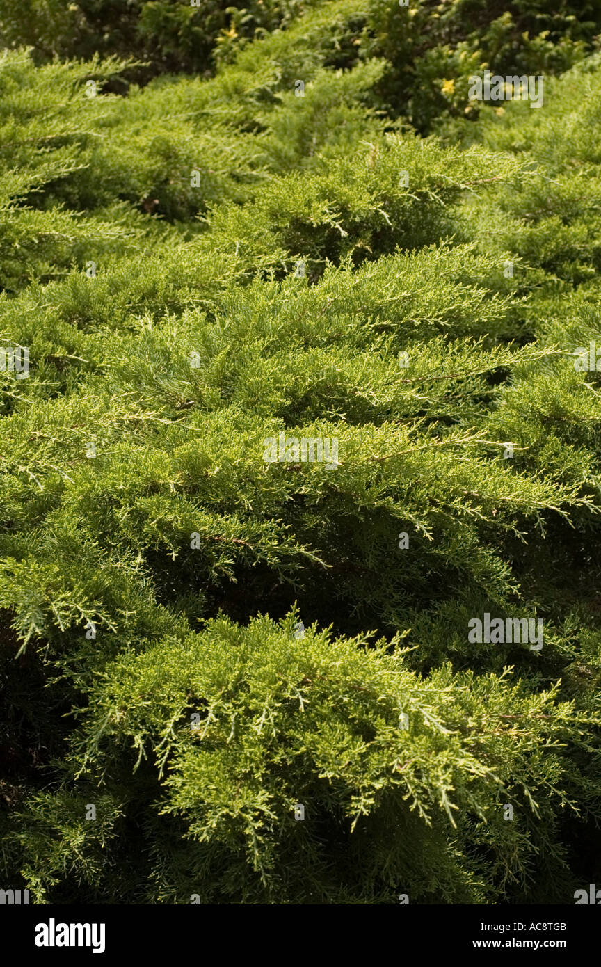 Cupressaceae Juniperus x media Mathot Stock Photo - Alamy