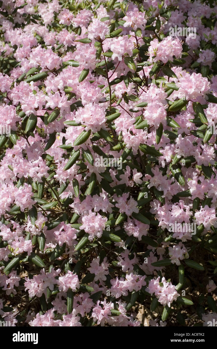 Pink flowers of Carolina azalea Carolina rhododendron Ericaceae ...